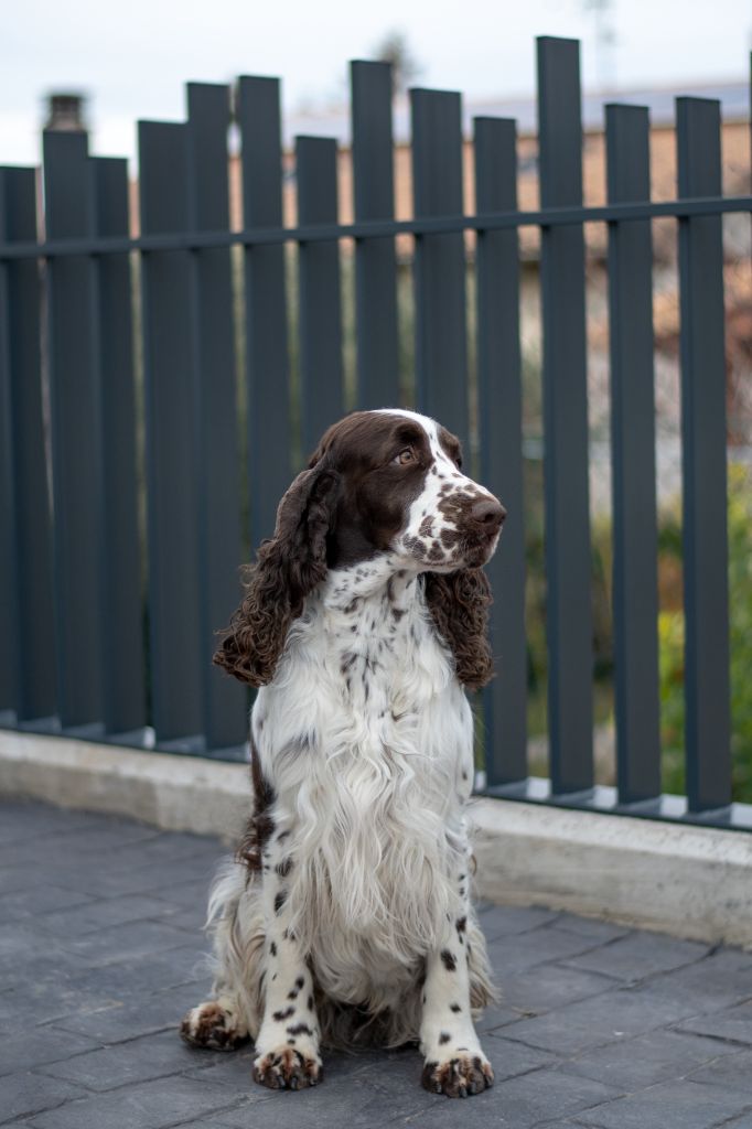 Accueil - Elevage Of Five O'clock - eleveur de chiens English Springer ...